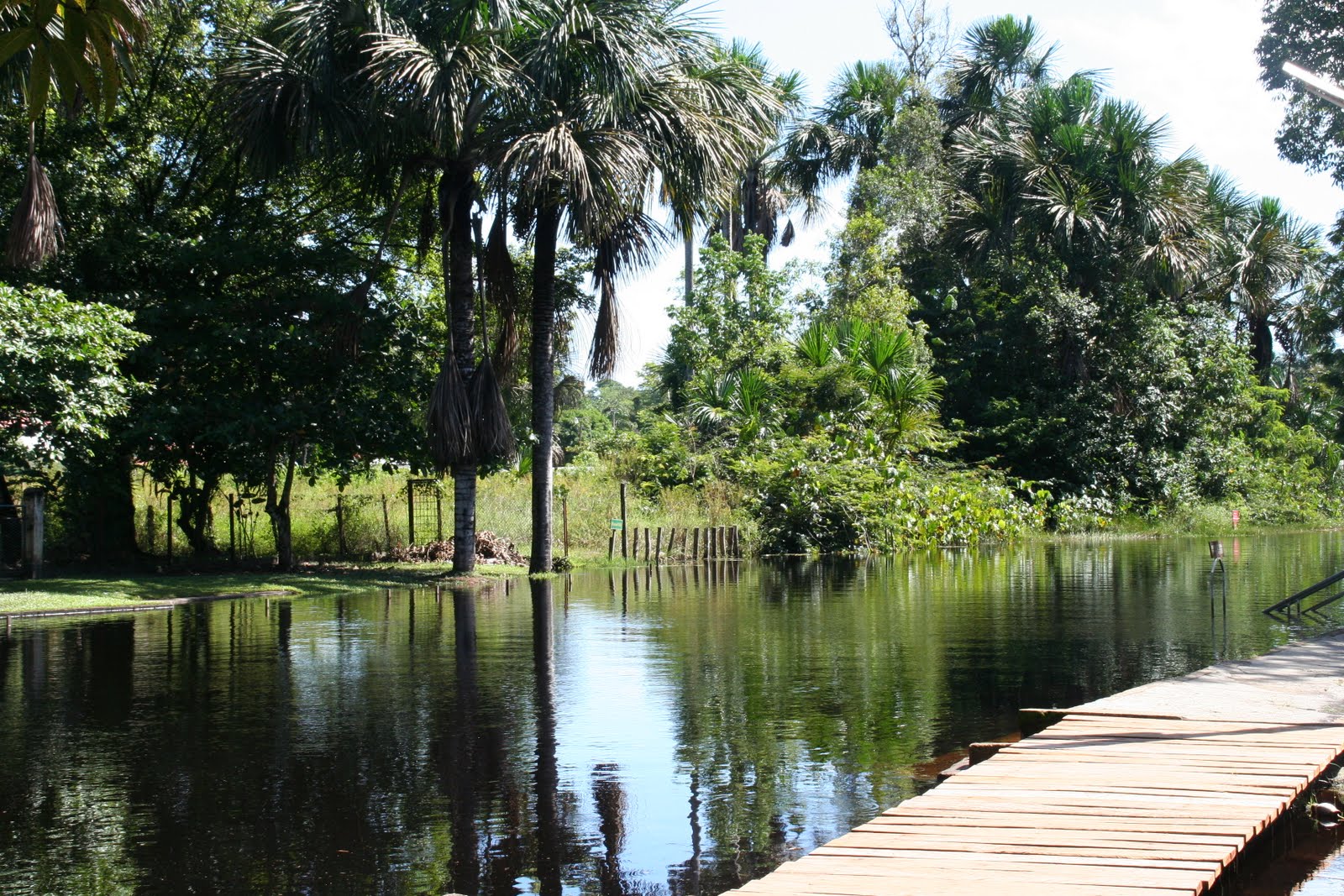 Sunny Suriname!: Colakreek
