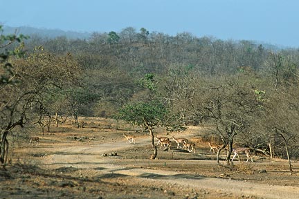 Geography Of Gir Forest National Park... - Gir Forest - Only One Place ...