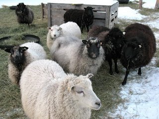Boston Lake Farm: About Shetland Sheep