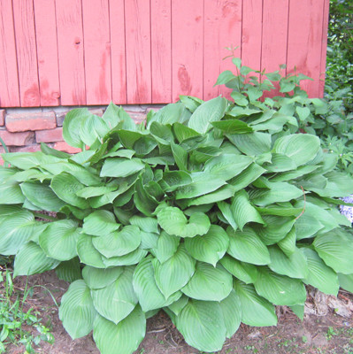 The Quilts of Ann Brauer: hostas--all research should be this fun!