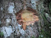 Rainforest - LENSA skodeng ALAM: Gerutu-Gerutu (parashorea lucida)
