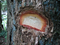 Rainforest - LENSA skodeng ALAM: Gerutu-Gerutu (parashorea lucida)