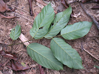 Rainforest - LENSA skodeng ALAM: Gerutu-Gerutu (parashorea lucida)