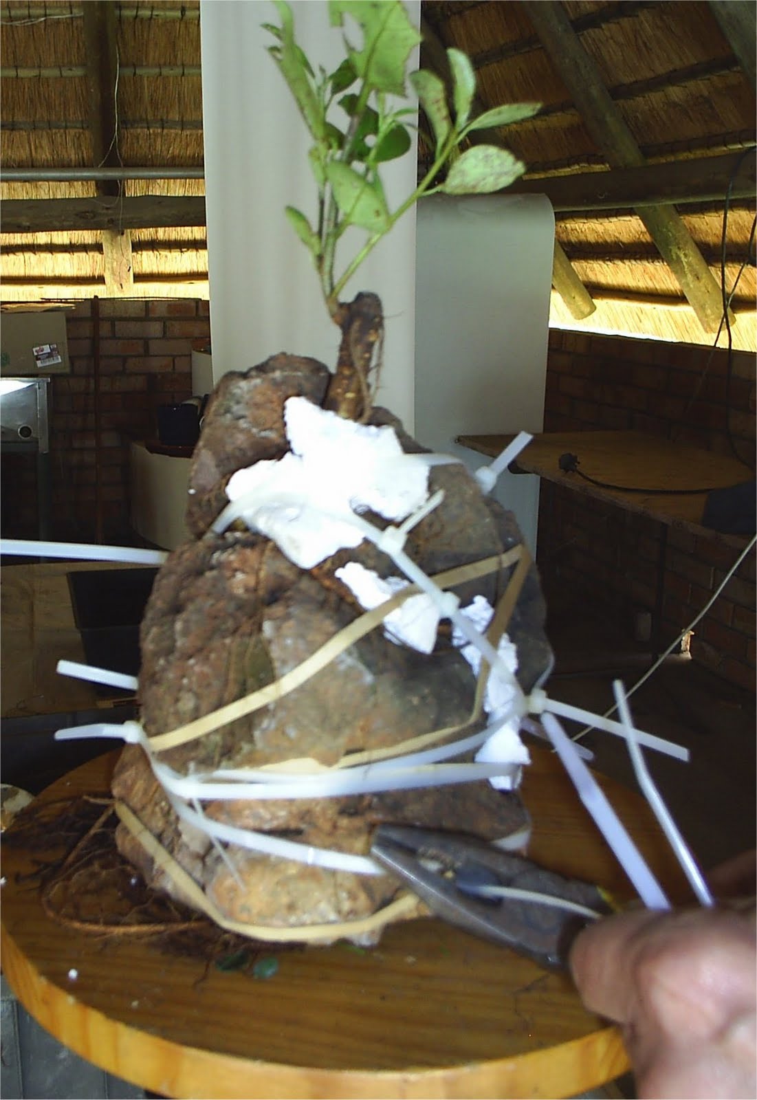 LENNARD'S BONSAI BEGINNINGS.: Root over rock Ficus.
