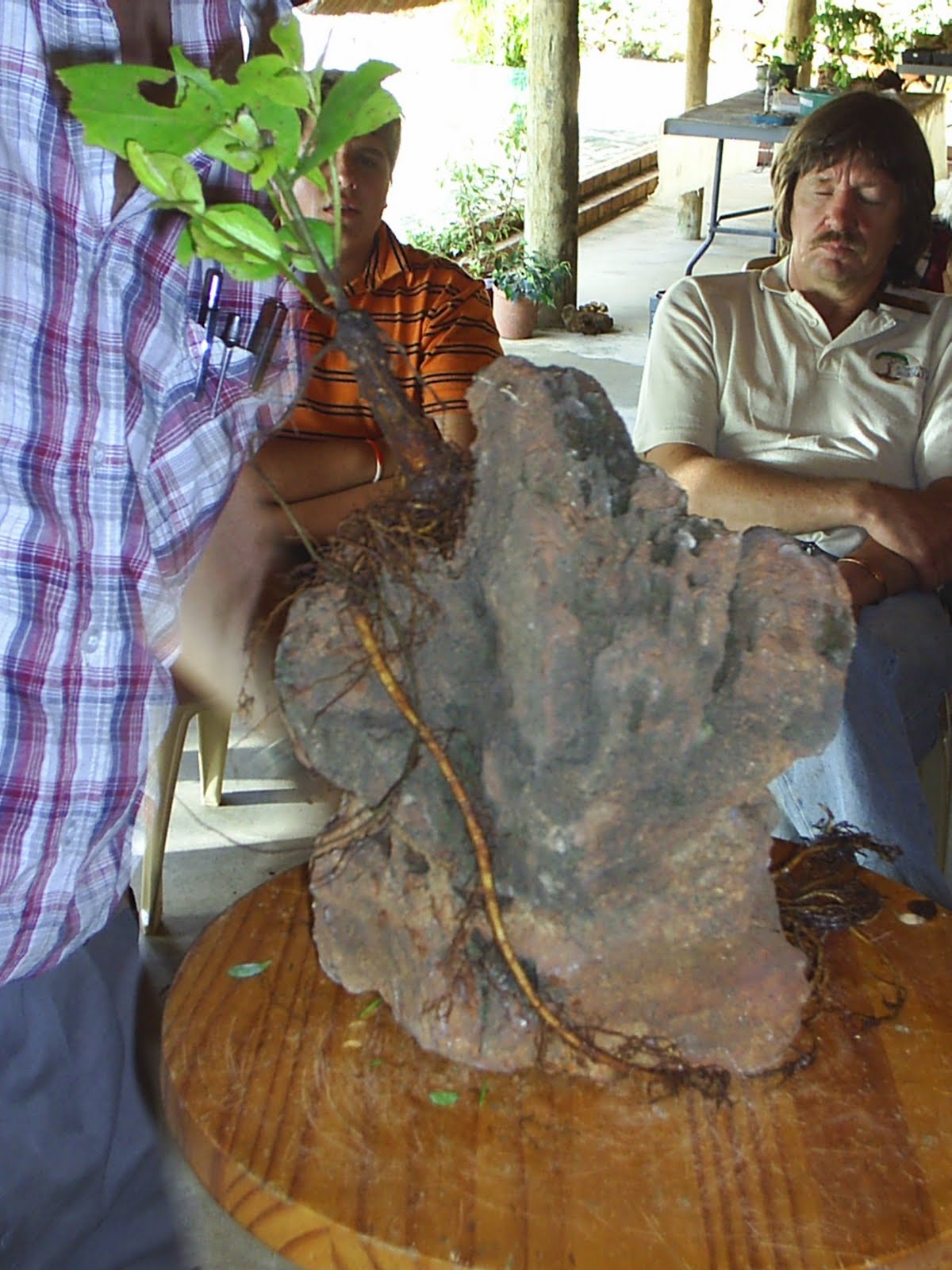 LENNARD'S BONSAI BEGINNINGS.: Root over rock Ficus.