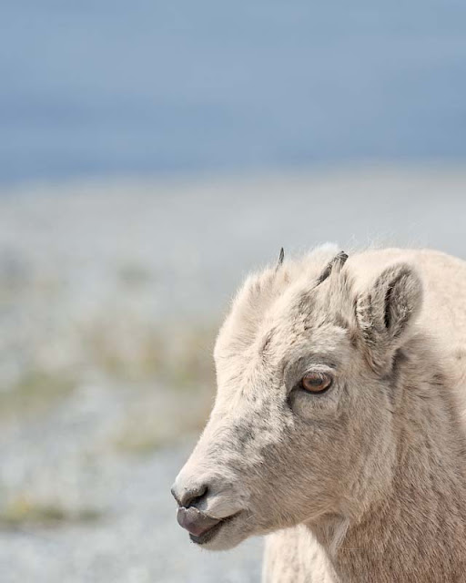Random Travel Blog: Yearling Sheep
