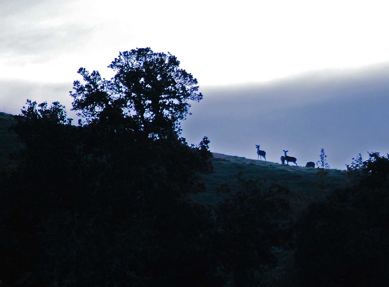Dipper Ranch: First Fawn