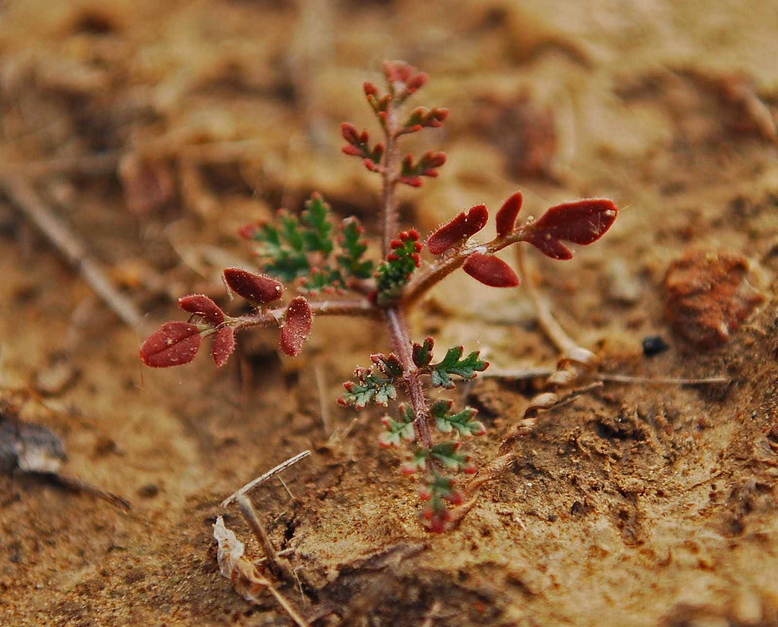 Dipper Ranch: November 2009