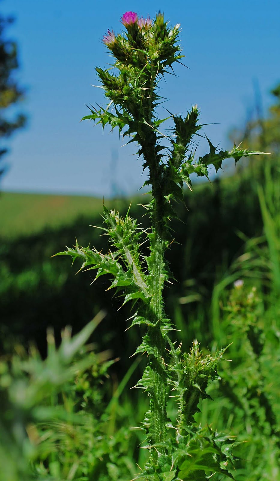 Dipper Ranch: November 2009 Seedlings