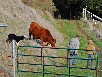 Dipper Ranch: Cattle Fishing - Day 1