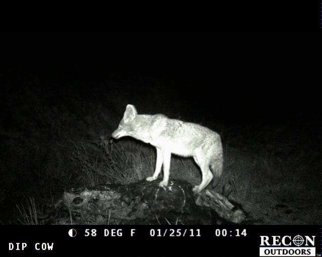 Dipper Ranch: Coyotes Are Omnivores