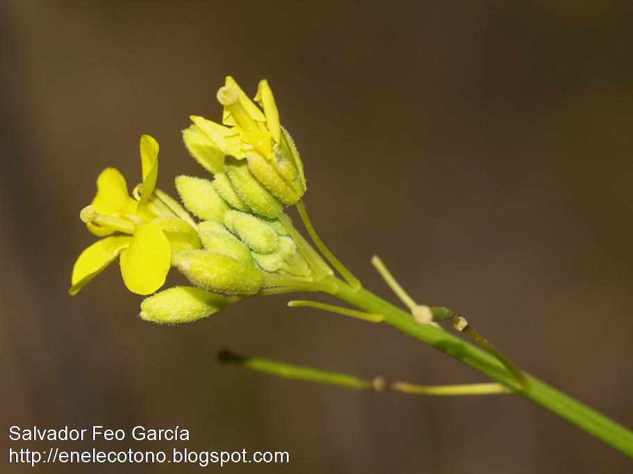 En el ecotono: Diplotaxis harra subsp. lagascana