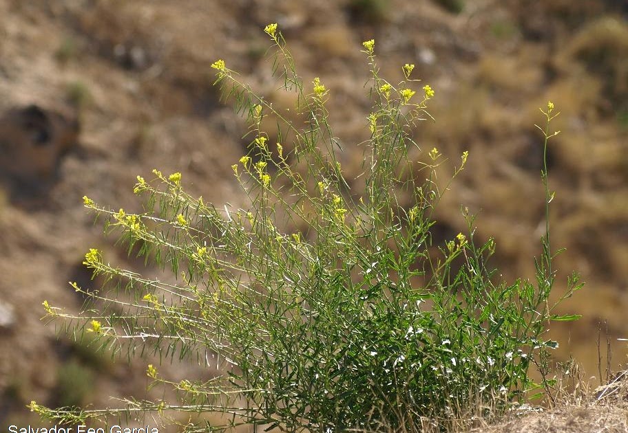 En el ecotono: Diplotaxis harra subsp. lagascana