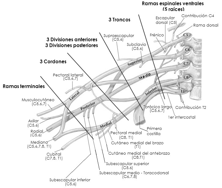 11:50: Plexo Braquial