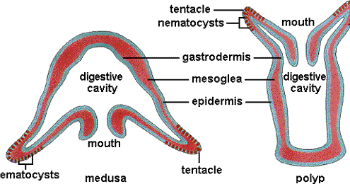 Label Parts Of A Cnidarians