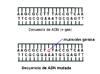 La Célula: GENES LETALES