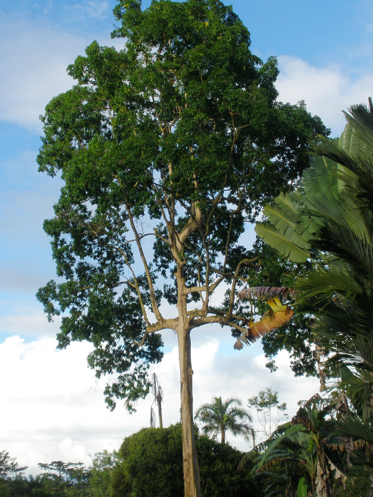 bloggchana: arbol sura o guayabón
