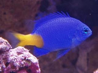 B & Y Marine Fish Shop: Chrysiptera Parasema (Yellow Tailed Blue Damsel)