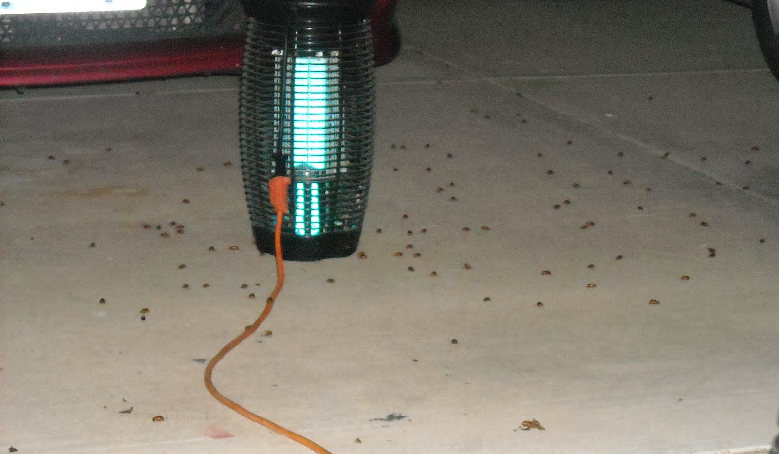 Broken Gargoyles: The June Bugs worship the Light