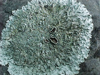 Dunianya Sari: MYCOPHYCOPHYTA