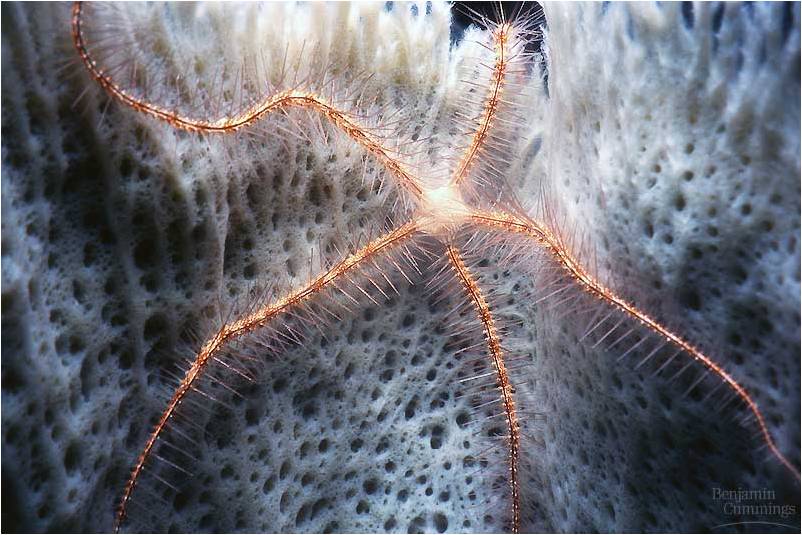 Dunianya Sari: DUNIA HEWAN ( Kingdom Animalia )