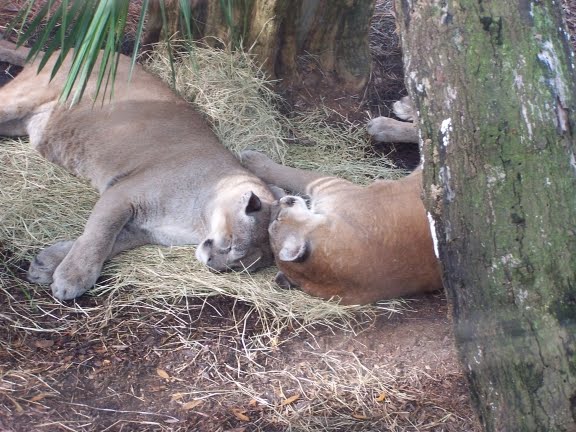 everyhans: WHY DO SOME ANIMALS DIE OUT?