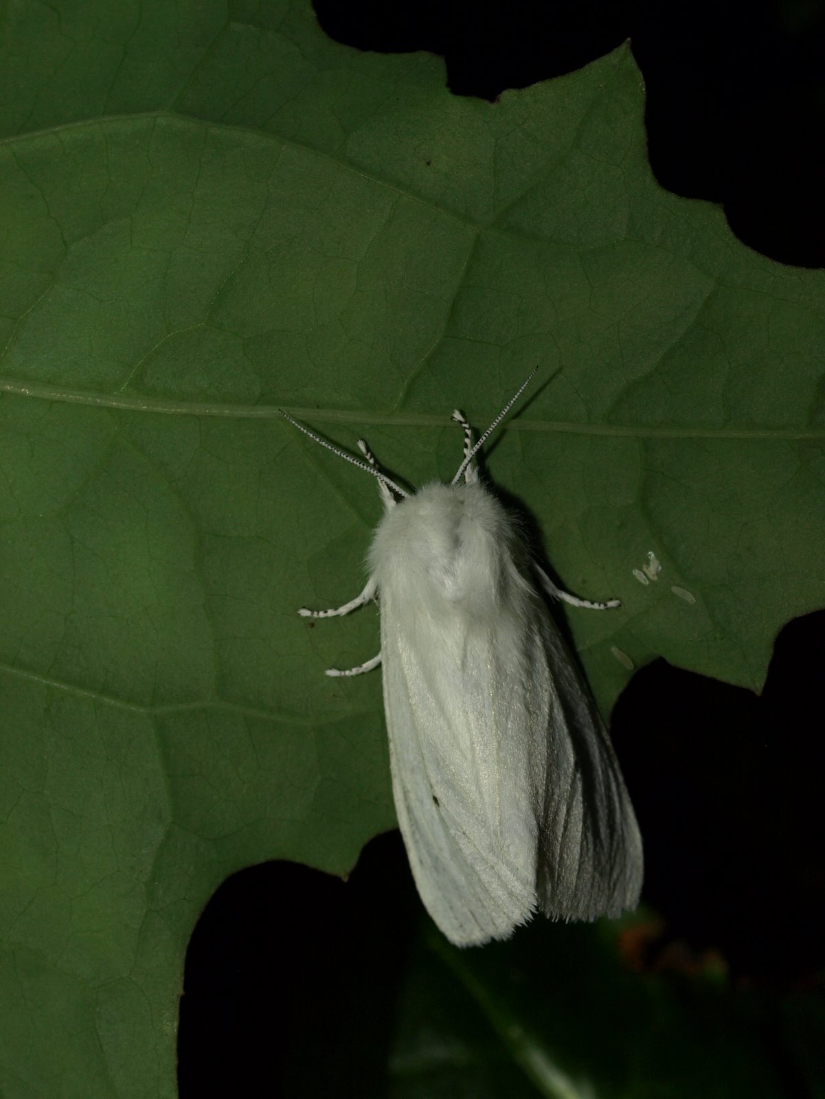 Washington Moths
