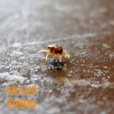 Bunchgrass Veterinary Blog