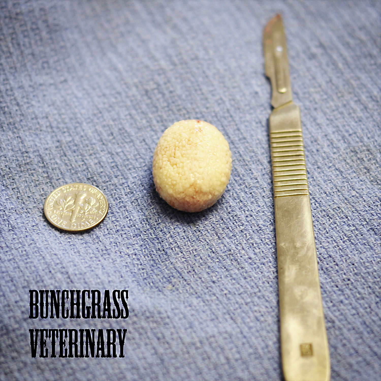 Bunchgrass Veterinary Blog: Urolithiasis (bladder stones)