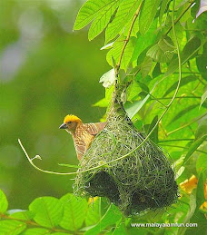 Hereditary Birds In Sri Lanka