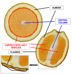 A Perfect Omnivore: Day Eleven: The Anatomy of an Orange