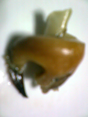 Discover Mindoro: Sikad-Sikad