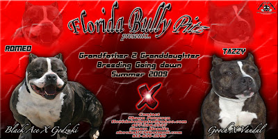 Element Designz: Florida Bully Pitz Breeding Banner