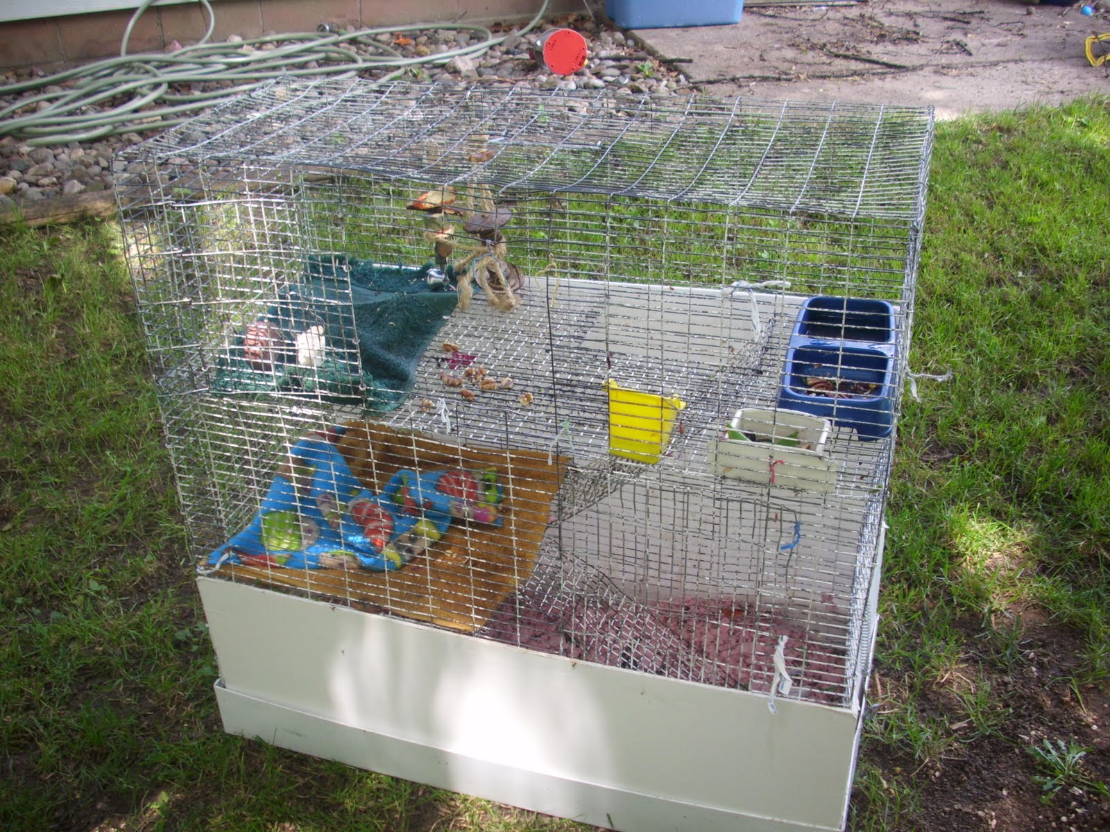 A Day in the Life of a Pet Squirrel