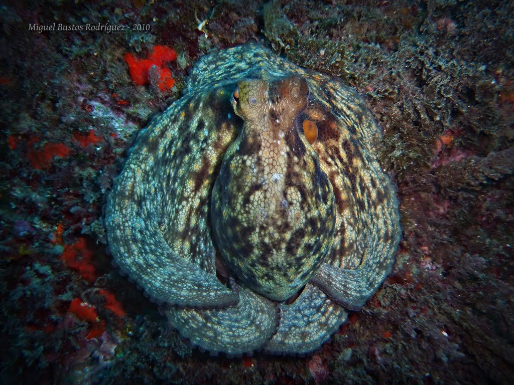 Naturaleza y Fotografía en Motril: Pulpo (Octopus vulgaris)
