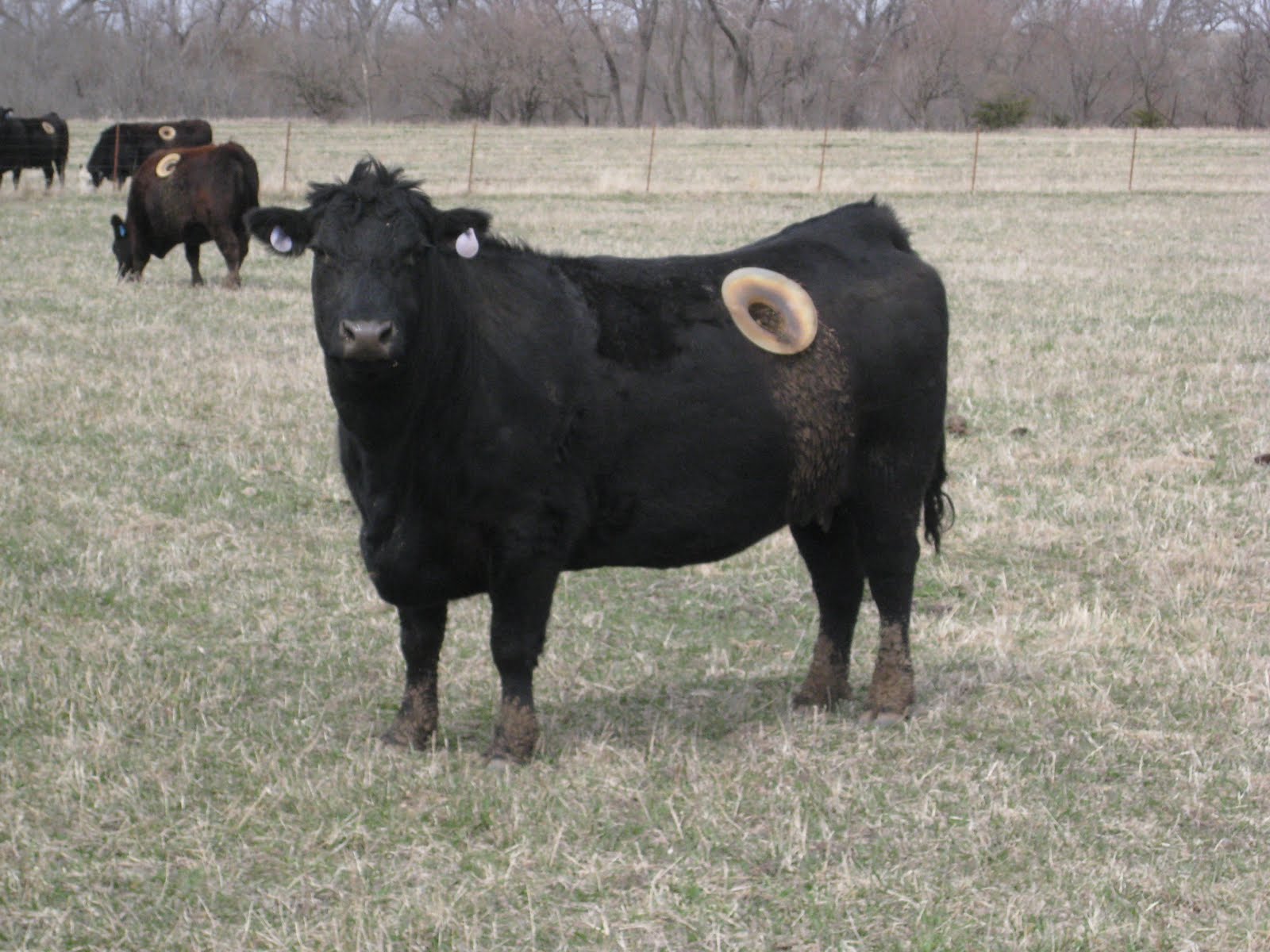 Turfgrass disease updates for golf courses: Getting ready for a new ...