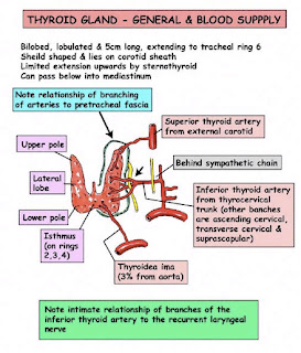 surgical operations: Thyroidectomy
