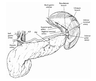 surgical operations: Laparoscopic Splenectomy