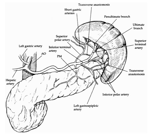 surgical operations: Laparoscopic Splenectomy
