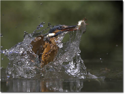 Stuart.: Andy Rouse. Professional Wildlife Photography.