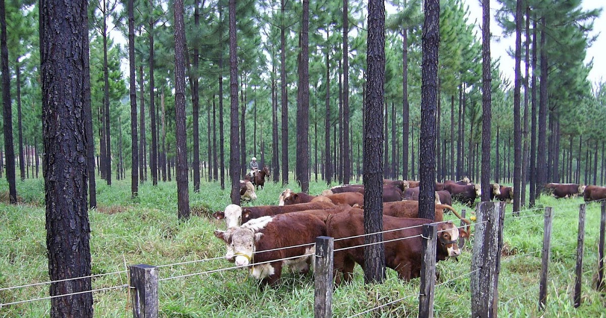 Silvopasture in the Southeast: Advantages and Disadvantages of ...