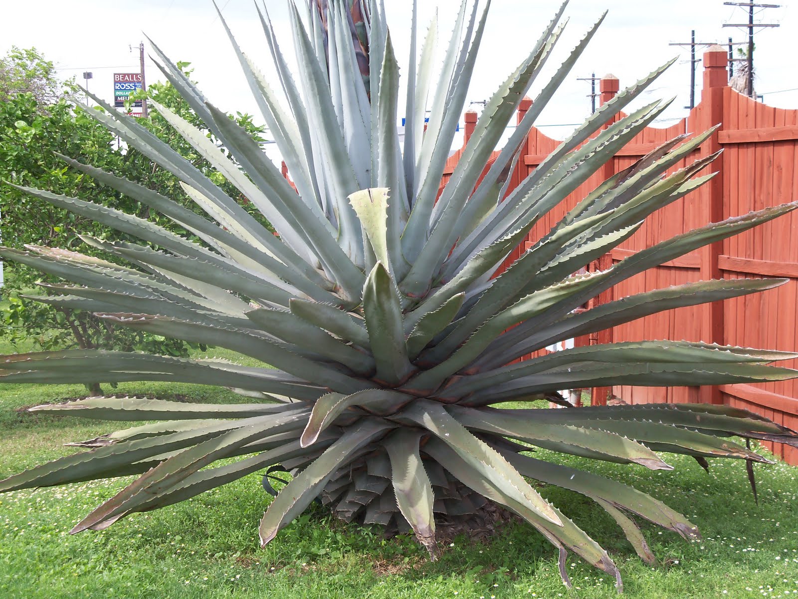 Donna's Ramblings at R.V.E.: Century plant