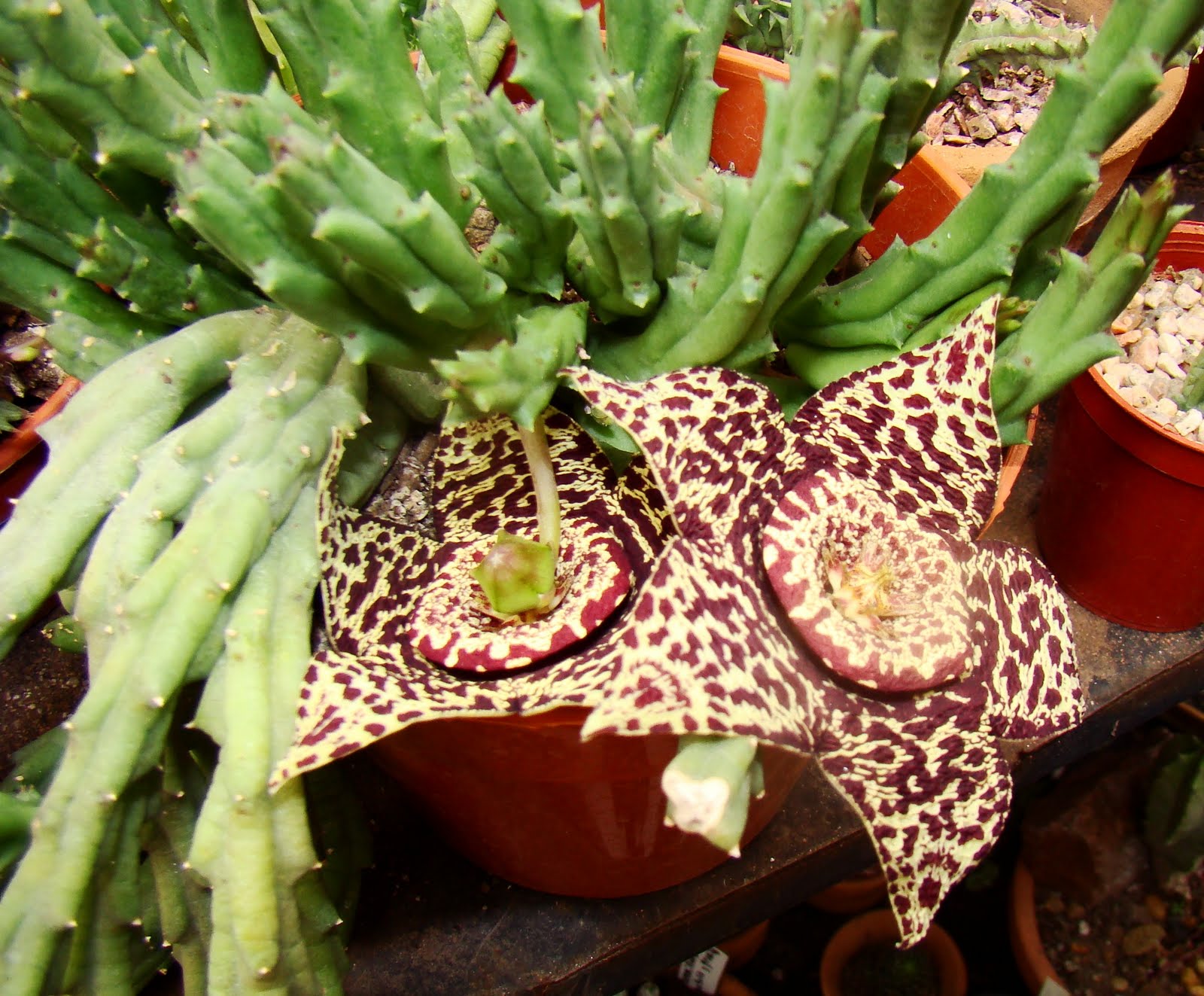 Mis Plantas - My plants: Orbea Variegata