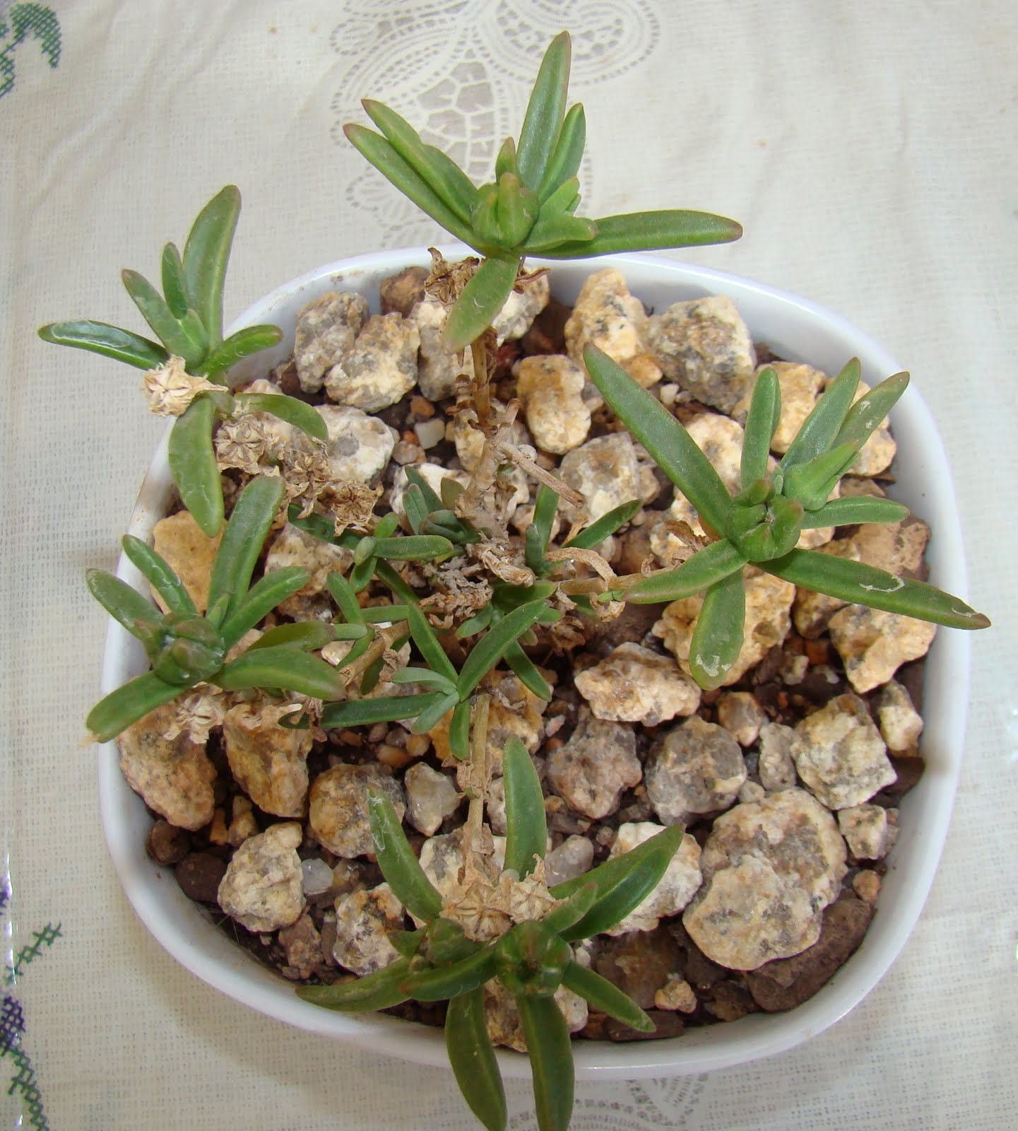 Mis Plantas - My plants: Delosperma Napiforme