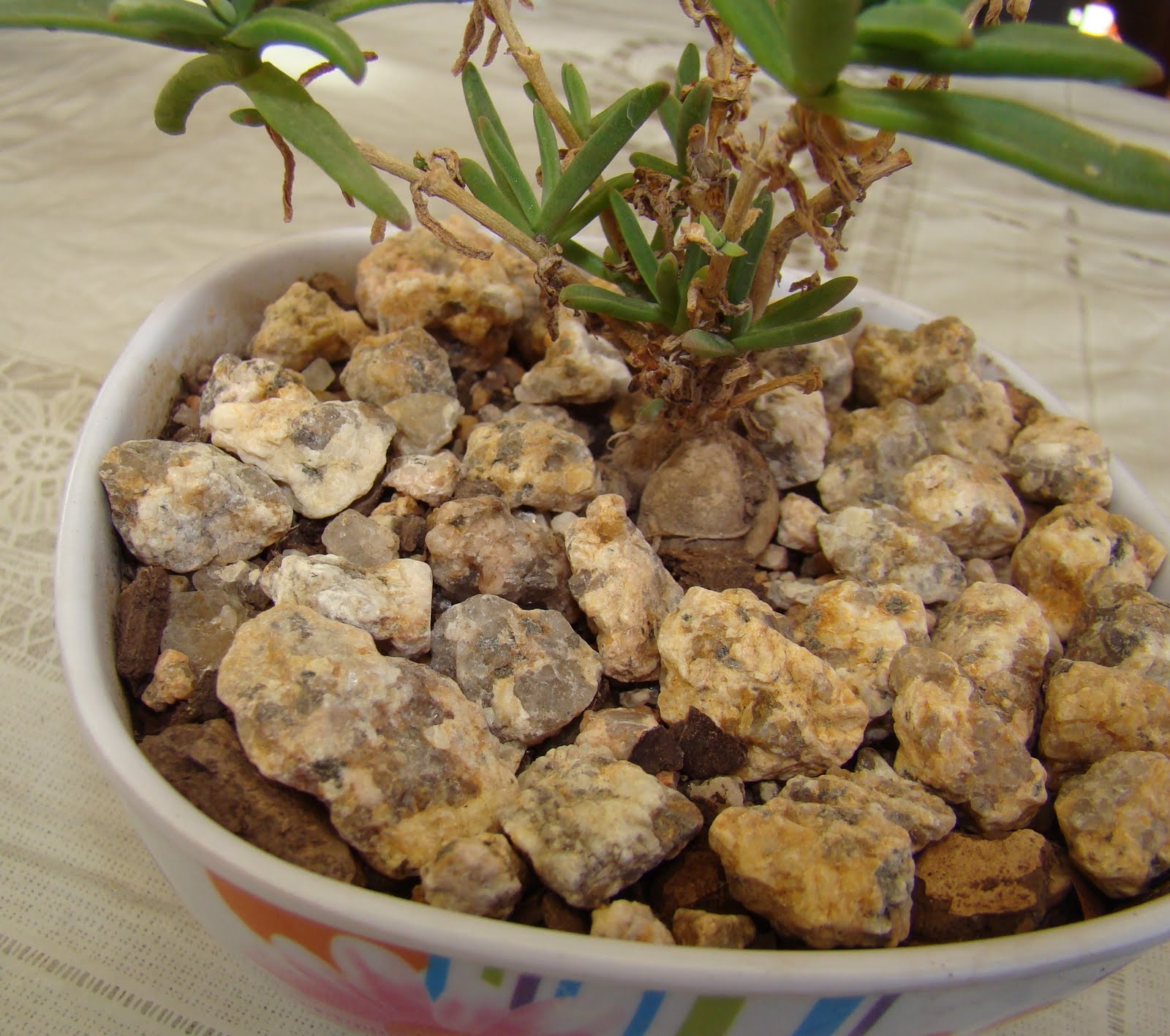 Mis Plantas - My plants: Delosperma Napiforme