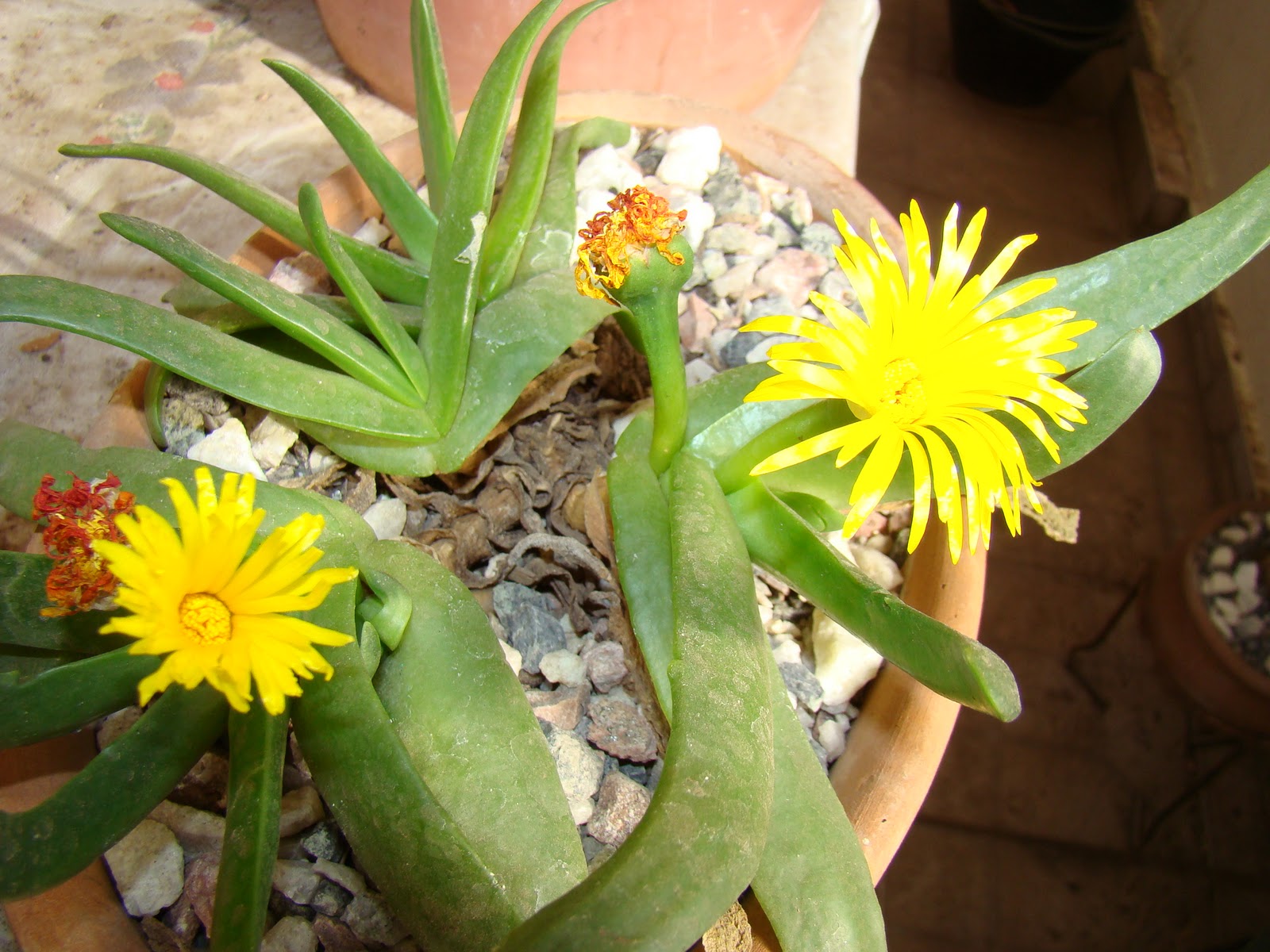 Mis Plantas - My plants: Las Aizoáceas - The Aizoáceas