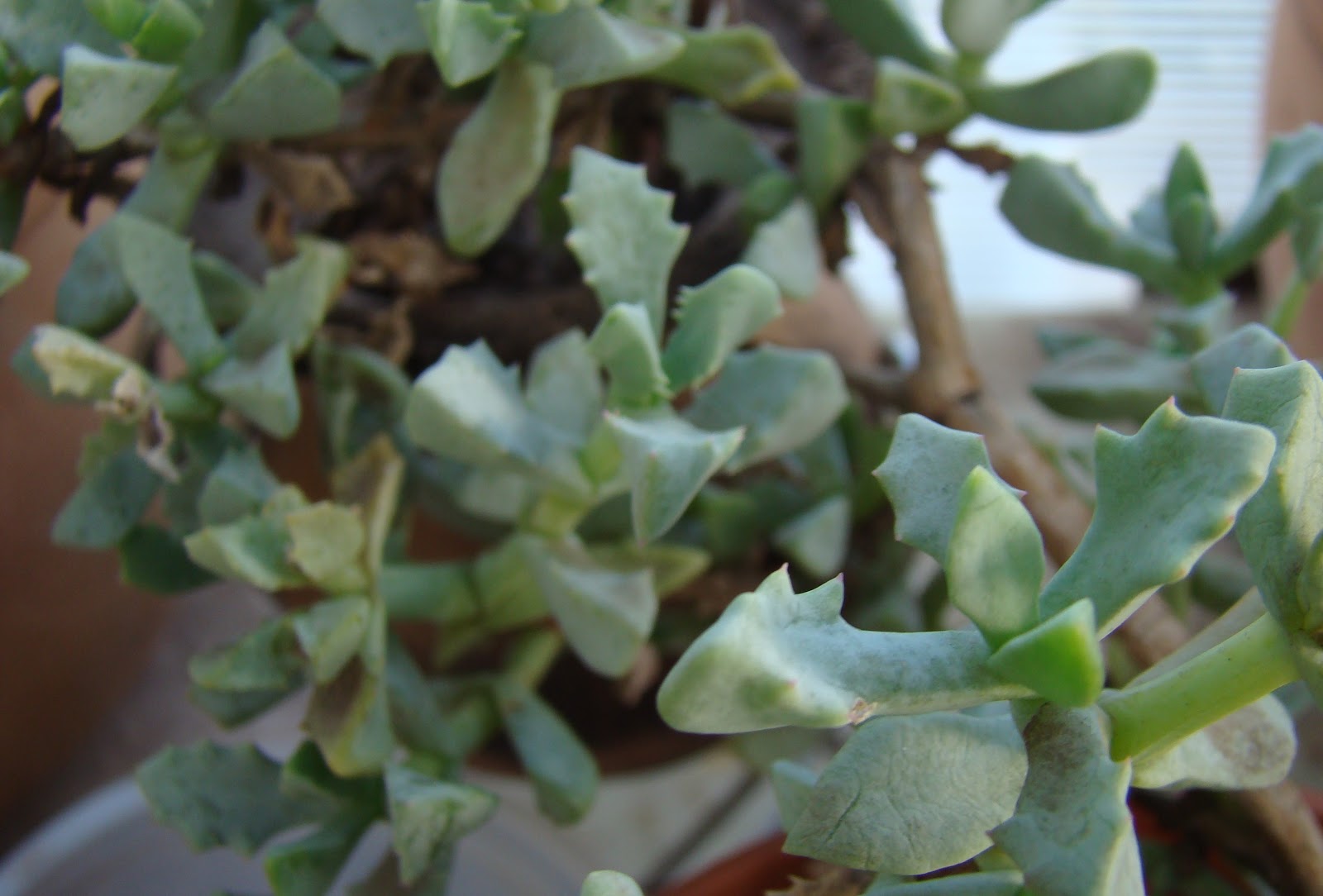 Mis Plantas - My plants: Las Aizoáceas - The Aizoáceas