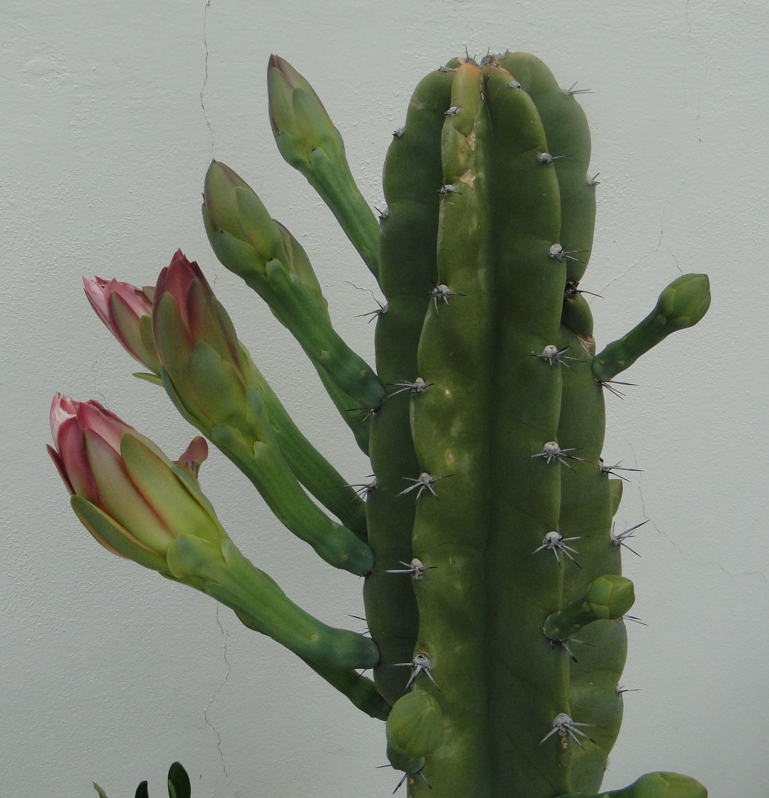 Mis Plantas - My plants: Flor de Cereus !! - Cereus flower