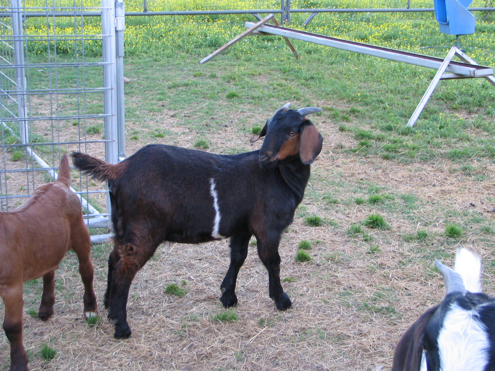 Harmon PFarms: BOER MEAT GOATS