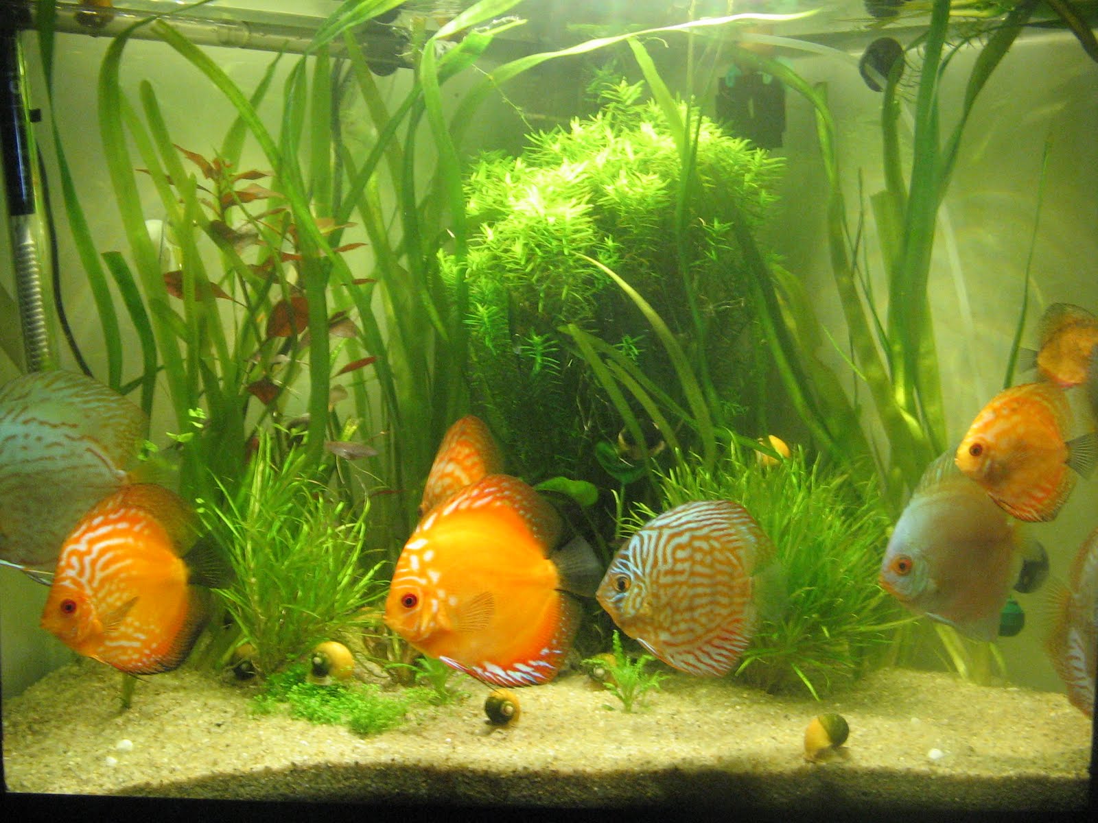 CRESTEREA PESTILOR DISCUS